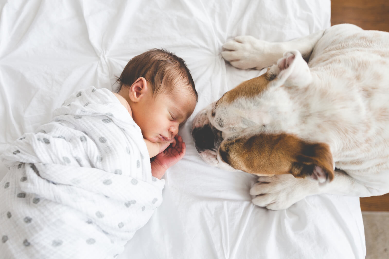 Pets & Babies | Jessica Caso Washington DC Newborn & Family Photography